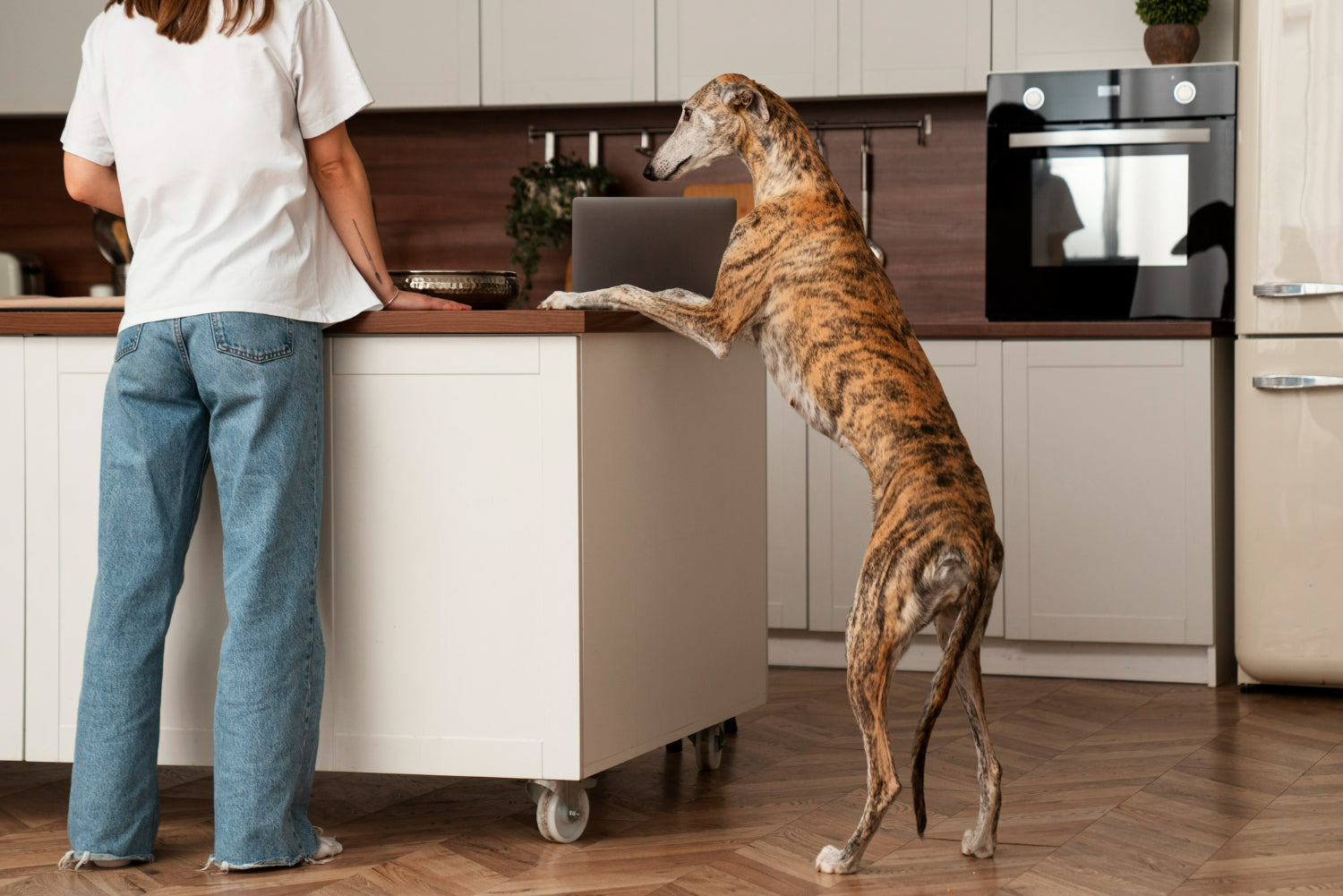 Can Dogs Eat Cucumber? | Health Benefits, Risks & Safe Feeding Tips ...