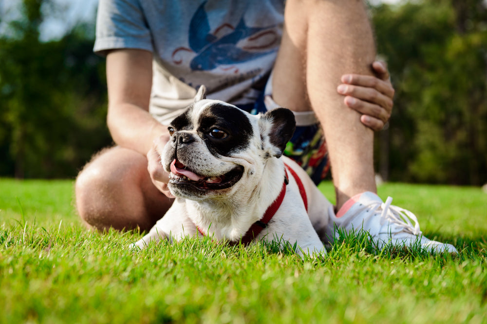 Can Dogs Eat Mango? | Benefits, Risks & Safe Serving Guide for Dogs ...