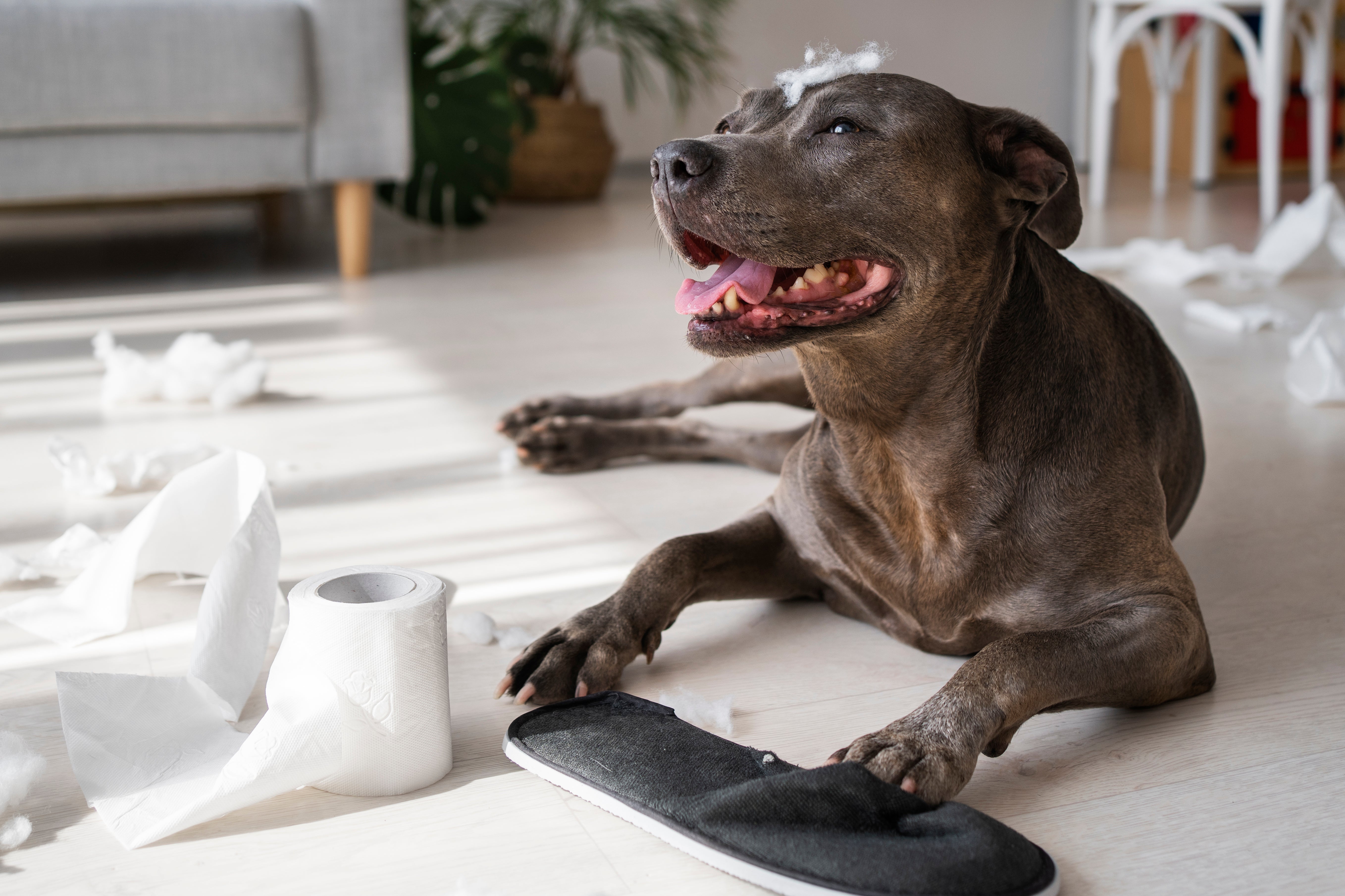 White Dog Poo: What It Means & When to Be Concerned – Bowlsome Dog Meals
