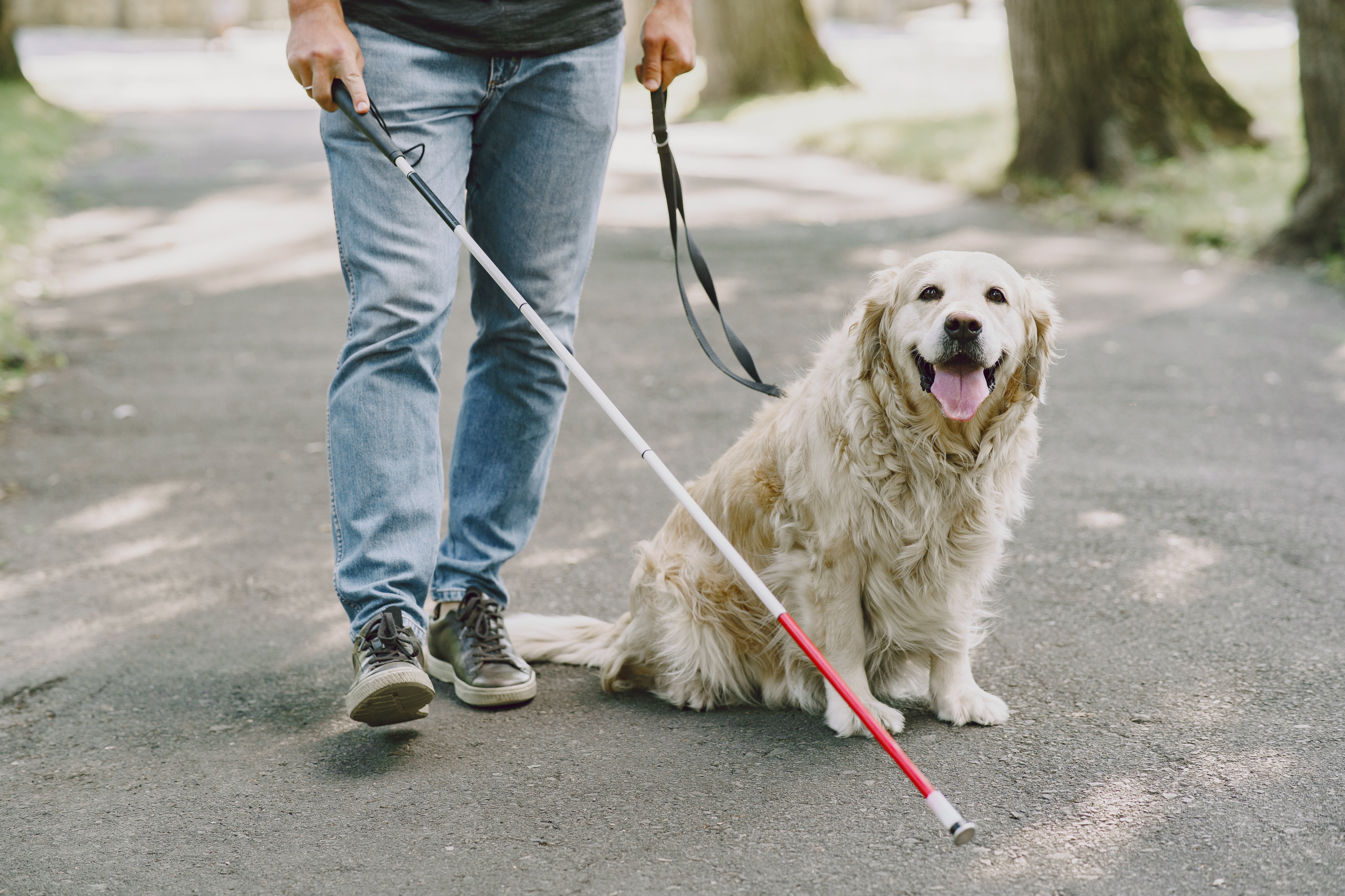 The Essential Guide to Guide Dogs in Australia: Breeds, Roles, and Imp ...
