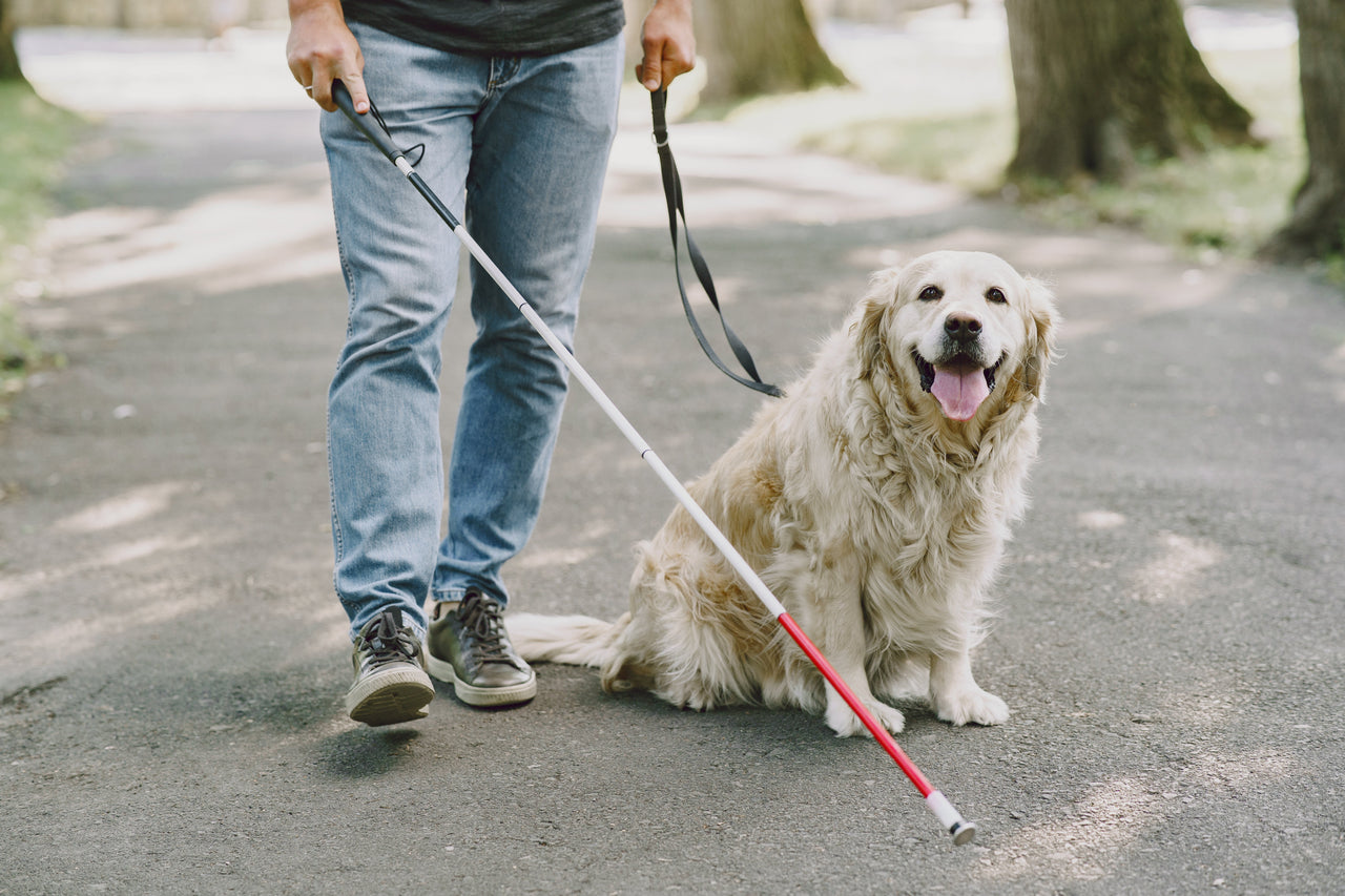 The Essential Guide to Guide Dogs in Australia: Breeds, Roles, and Imp ...