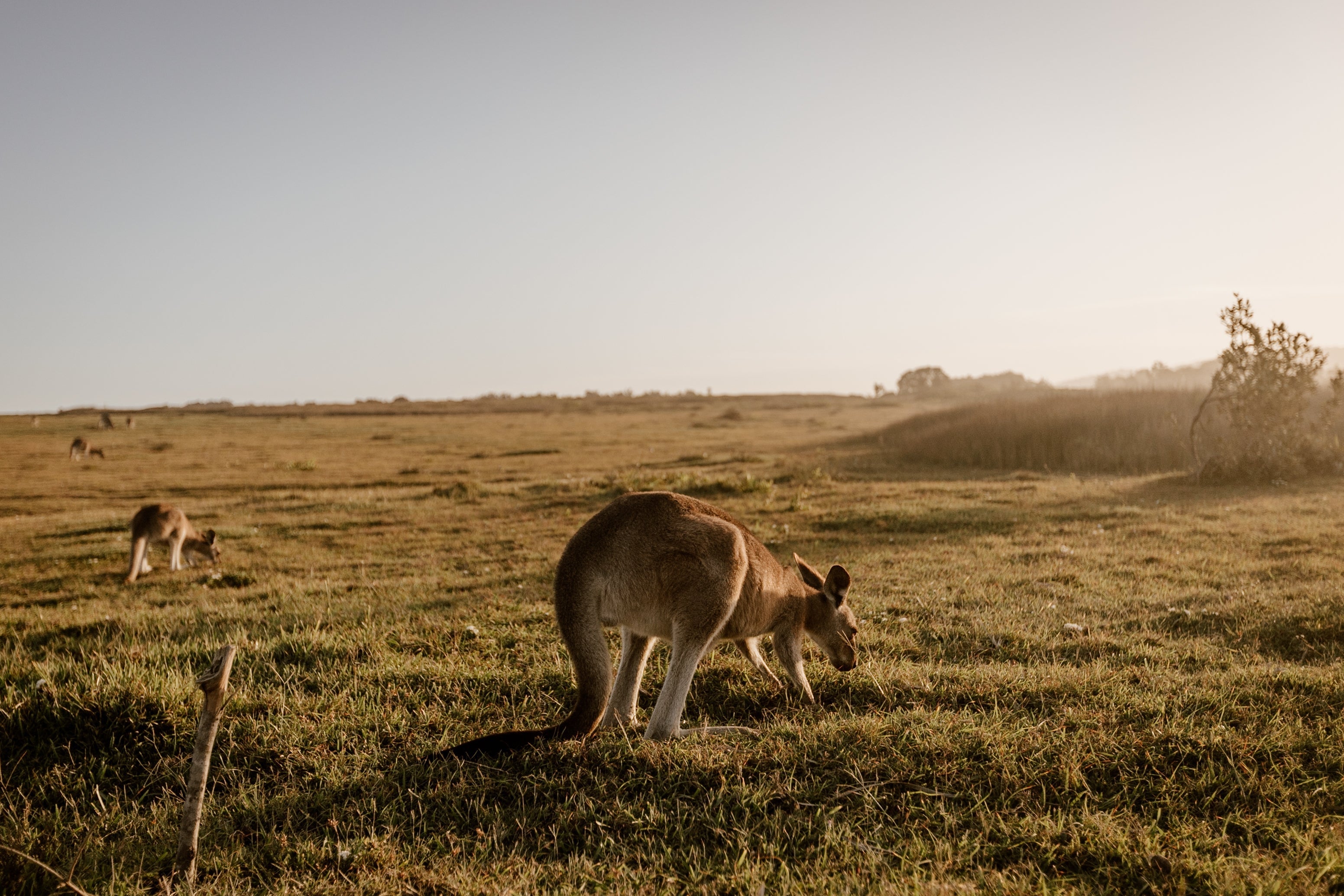 Kangaroo Dog Food in Australia | Hypoallergenic, Lean & Fresh | Bowlsome